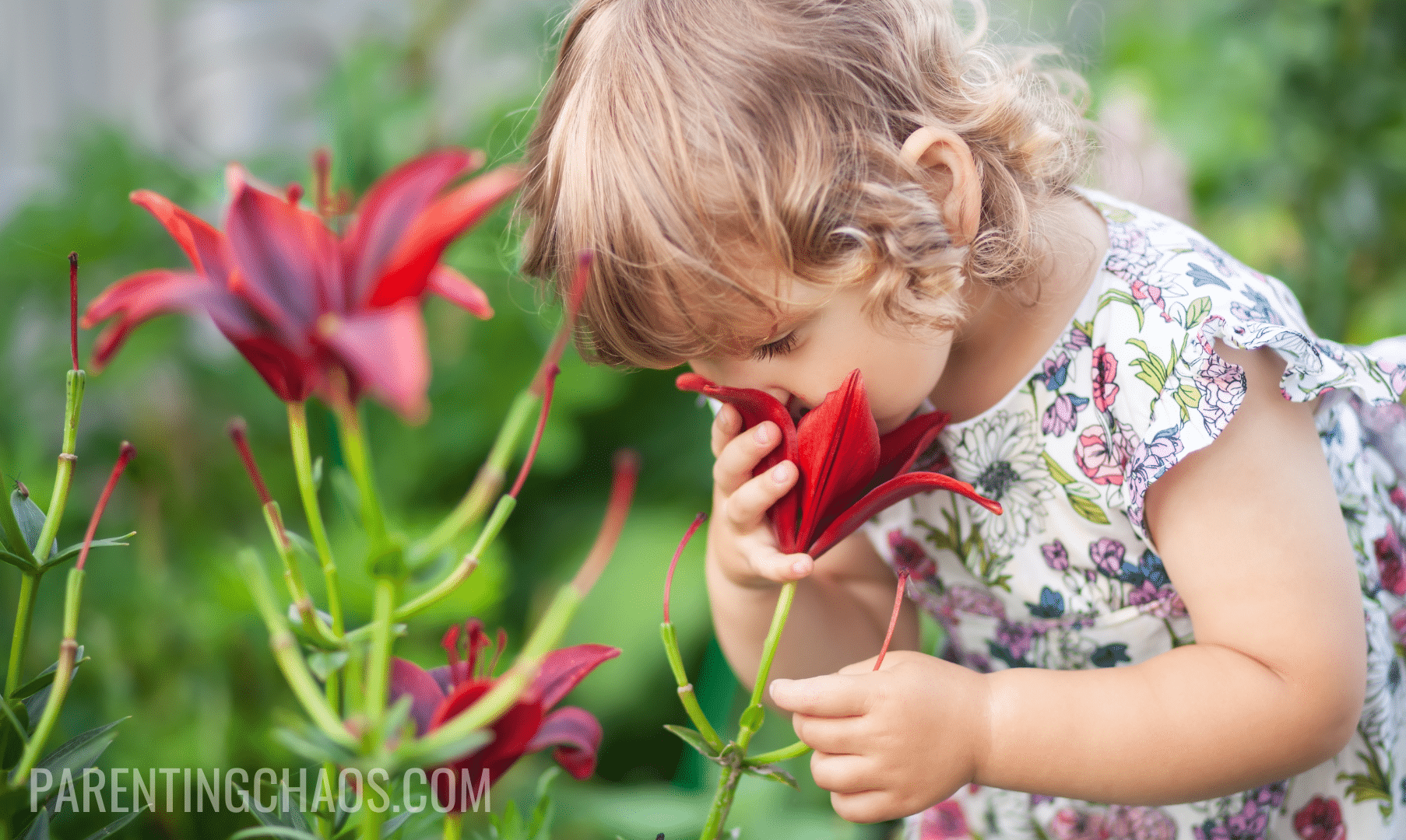 Sensory Systems Explained What Is Olfactory Parenting Chaos Sensory Systems Explained What Is Olfactory Parenting Chaos